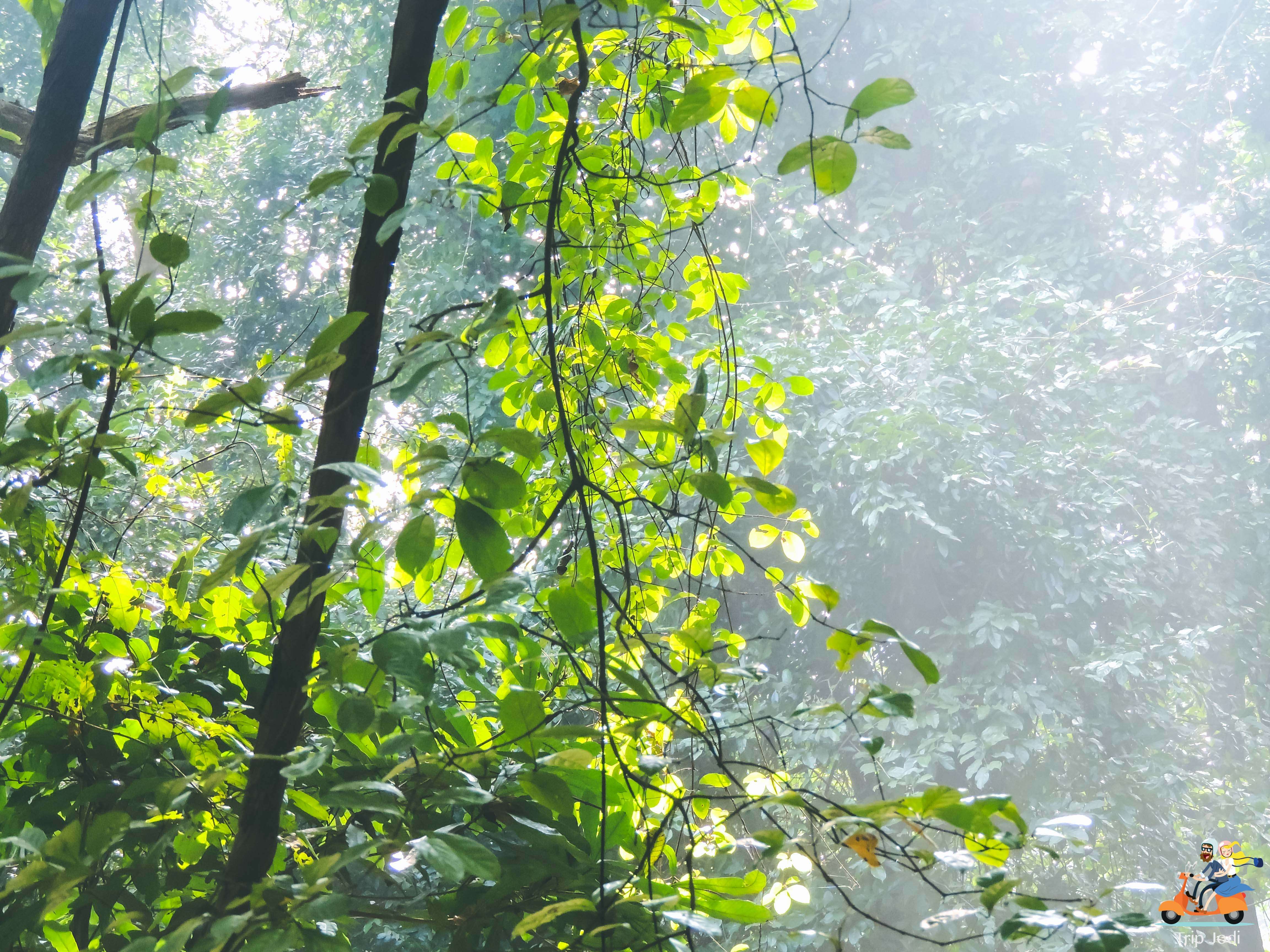 Dhoni-Falls-Palakkad-Kerala-Travel_Destination_Tripjodi - Trip Jodi