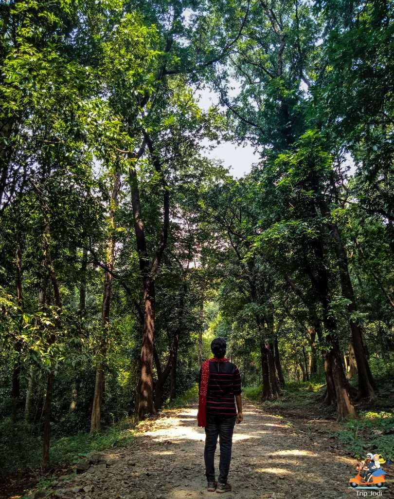 A Treasure inside the deep jungle, Dhoni falls, Palakkad - Trip Jodi